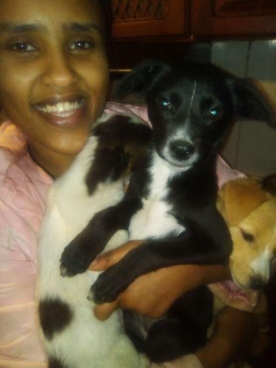 Addis Ababa Best Pet Boarding, Grooming for Dogs, Cats with Pickup ...