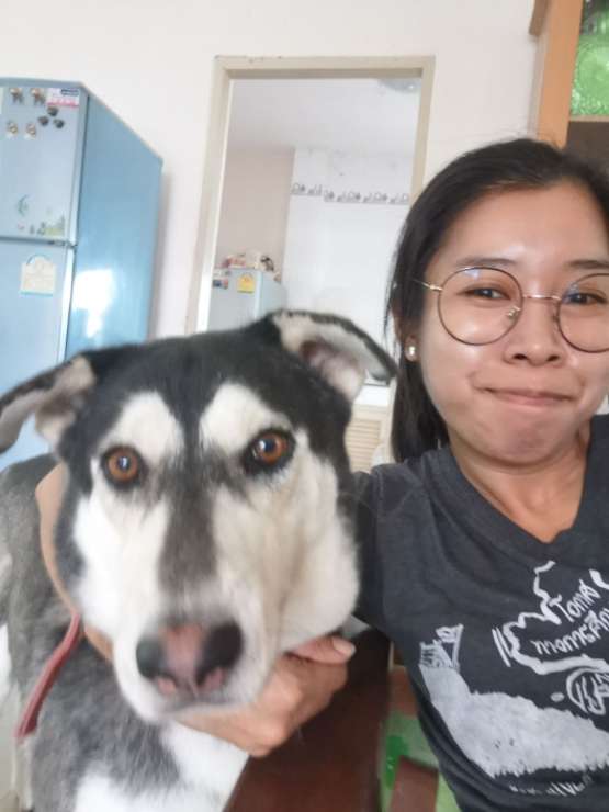 Top Dog Boarding in Coolangatta with Best Prices on PetBacker