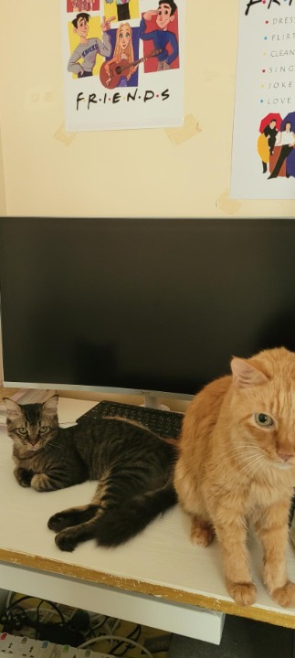 Ftyuj Best Pet Boarding, Grooming for Dogs, Cats with Pickup ...