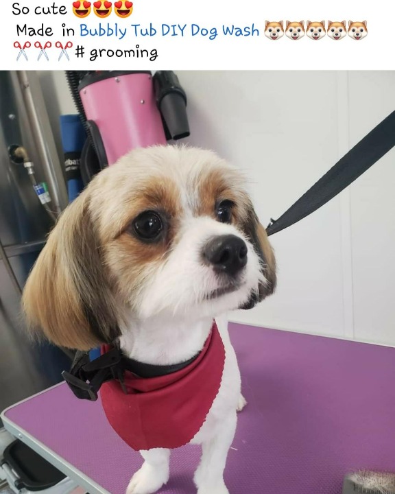 Top Dog Grooming in Red Oak with Best Prices on PetBacker