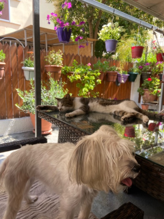 Top Κηφισιά Boarding Prices & Reviews | PetBacker