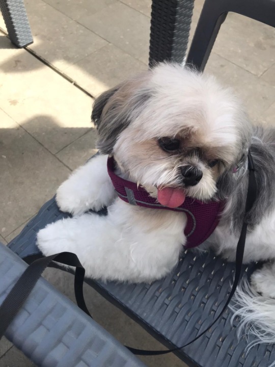 Top Dog Boarding in Peace River with Best Prices on PetBacker