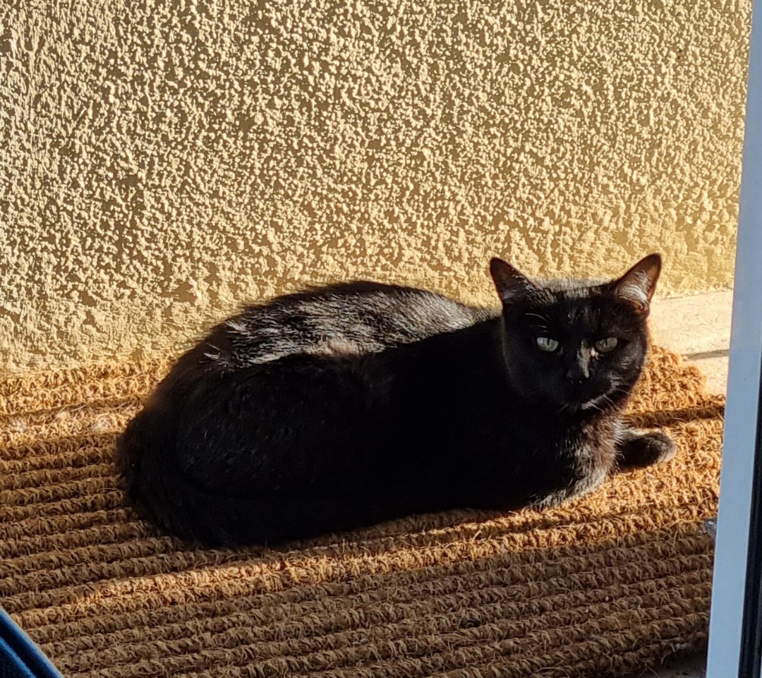 Top 昆士蘭州 Pet Sitters Prices & Reviews | PetBacker