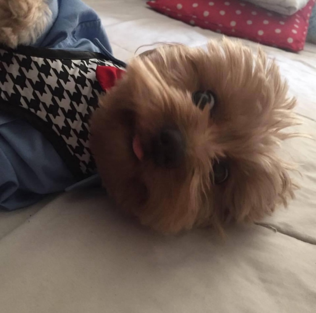 Top Dog Boarding in Bootle with Best Prices on PetBacker