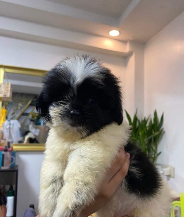 Top Dog Boarding in Barangay Pilar Village with Best Prices on PetBacker