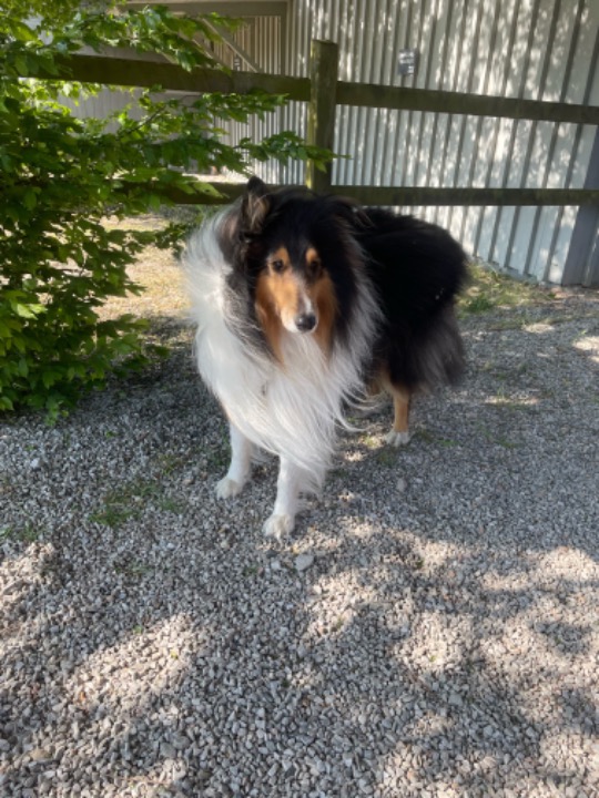 Top Cat Boarding in Queen Mary Park with Best Prices on PetBacker