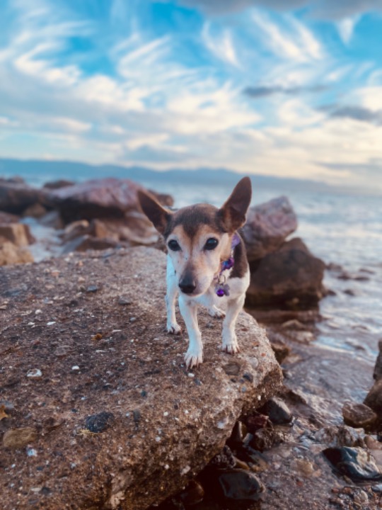 Top Sengkang Pet Sitters Prices & Reviews | PetBacker