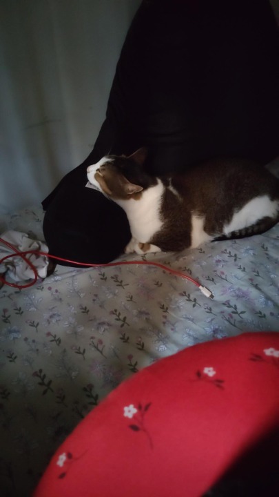 Ftyuj Best Pet Boarding, Grooming for Dogs, Cats with Pickup ...