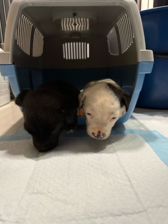 Megan Corless發布的 PetBacker寵物時段。歡迎加入 PetBacker App!