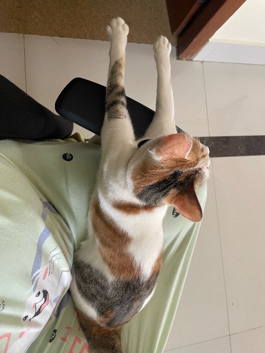 Ftyuj Best Pet Boarding, Grooming for Dogs, Cats with Pickup ...