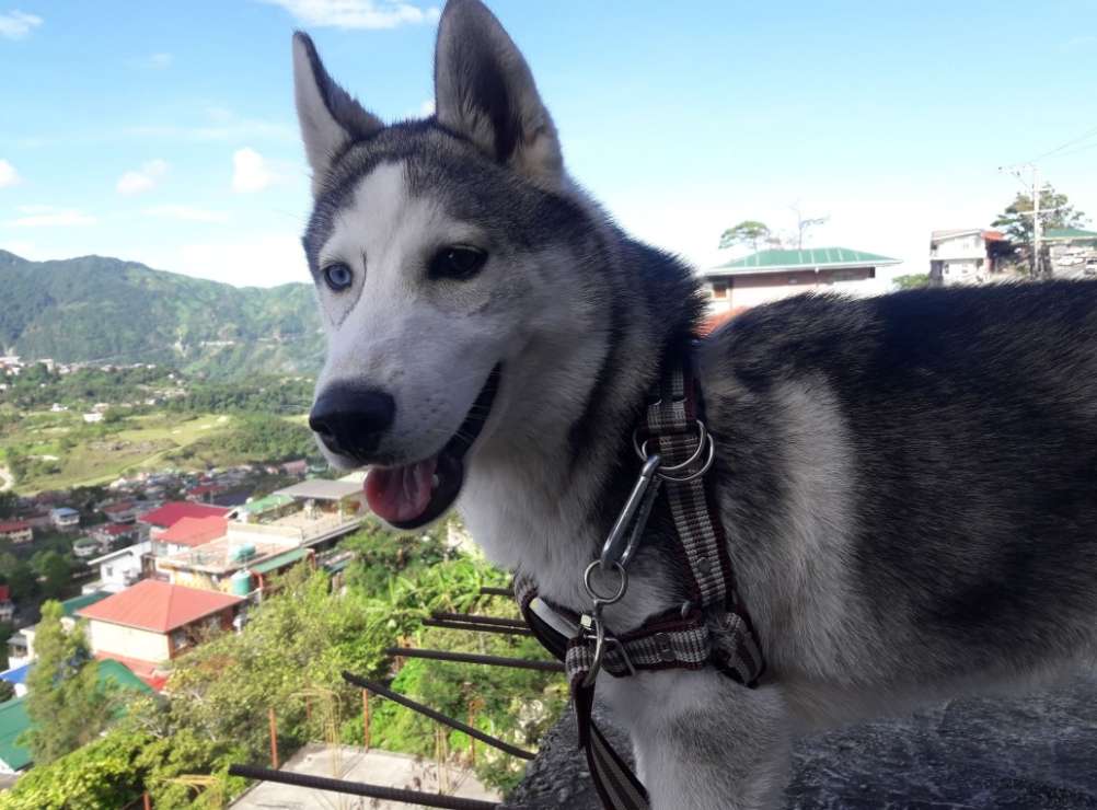 Dog Sitters in Baguio City with Best Prices on PetBacker