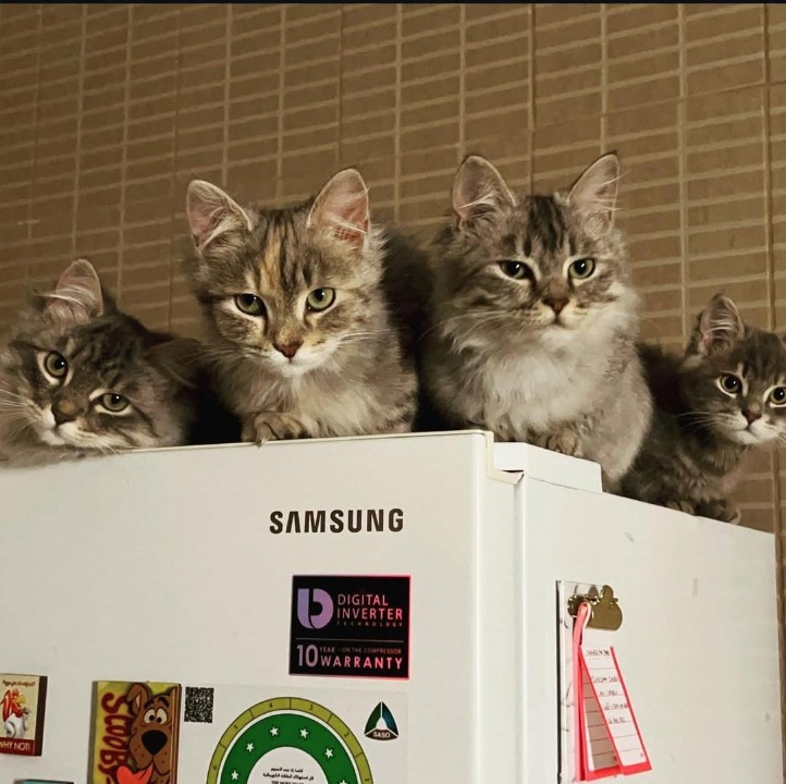 Top Pet House Sitting in Al Khobar with Best Prices on PetBacker