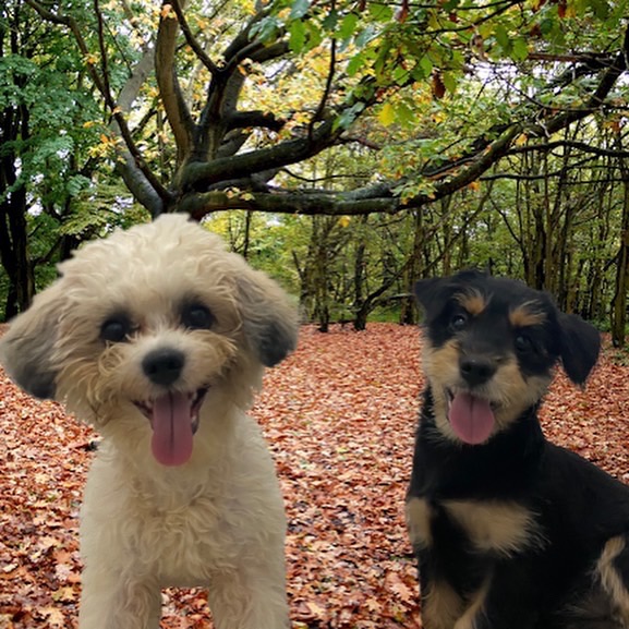 Philippines Pet Boarding, Sitting, Grooming | Petbacker®