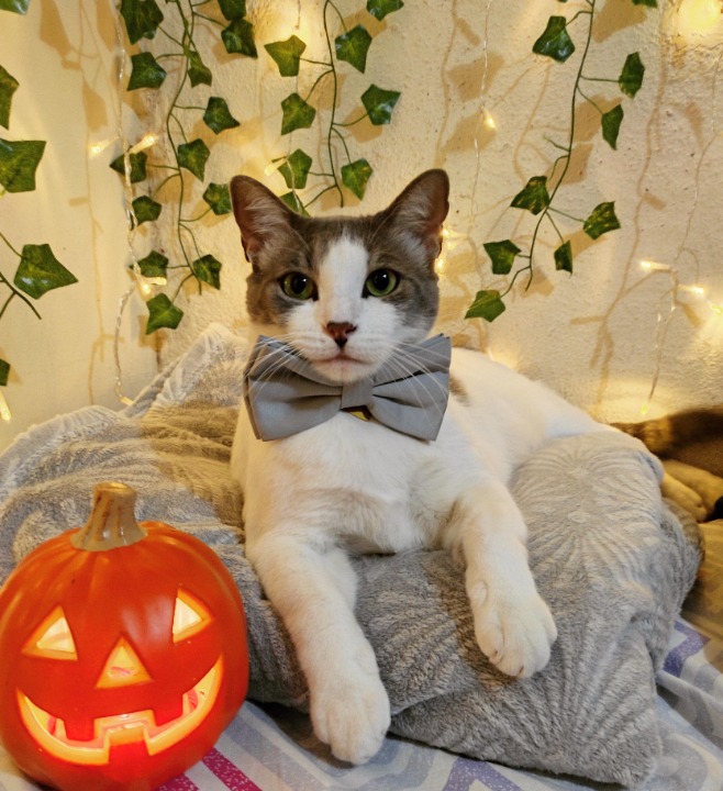 Top Angus Pet House Sitting Prices & Reviews | PetBacker