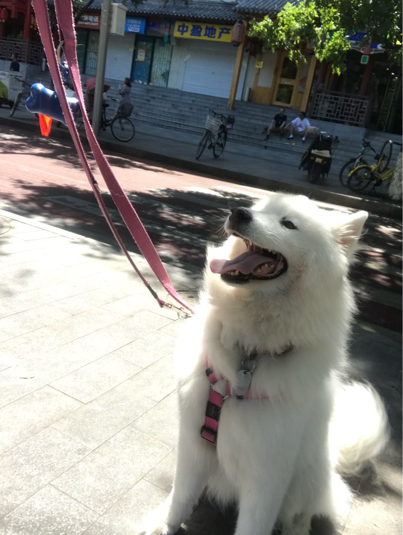 Dog Walking in Beijing with Best Prices on PetBacker