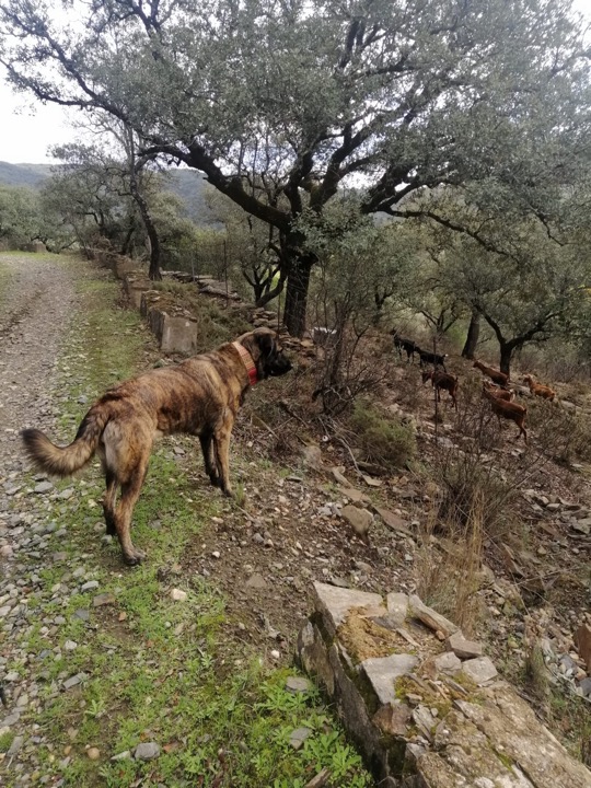 Top Dog Walking in Malta Insured on PetBacker