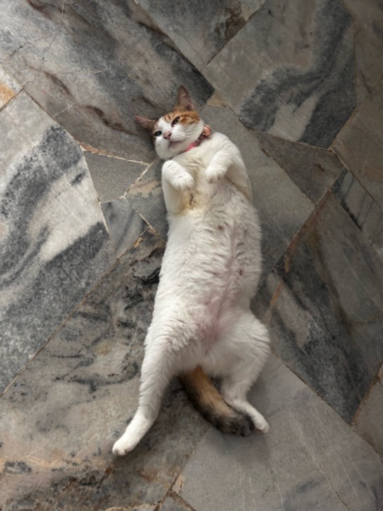 PetBacker Moment Post By Lai. Join me on PetBacker App!