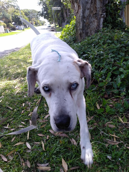 Top Dog Sitters in Maleny with Best Prices on PetBacker