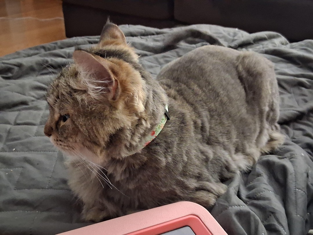 Top Pet Grooming in Mountlake Terrace with Best Prices on PetBacker