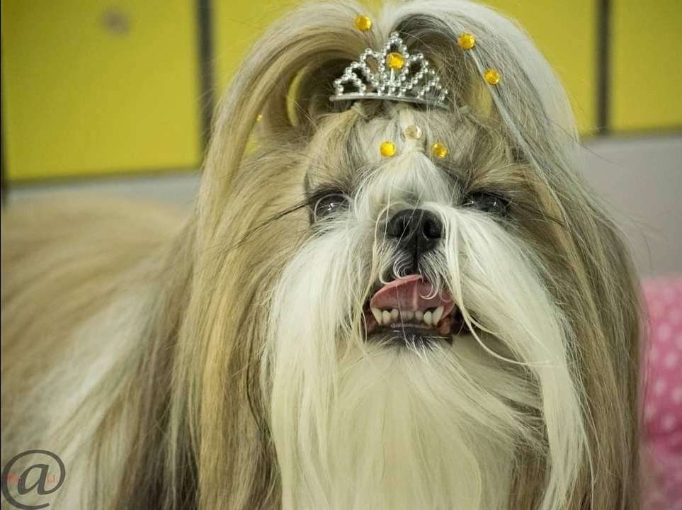 Top Seoul Dog Boarding Prices & Reviews | PetBacker