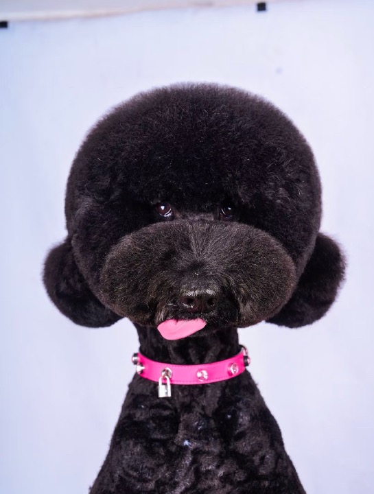 Top Dog Grooming in Tsing Yi with Best Prices on PetBacker