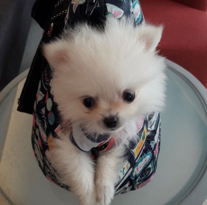 Top Corozal Pet Sitters Prices & Reviews | PetBacker