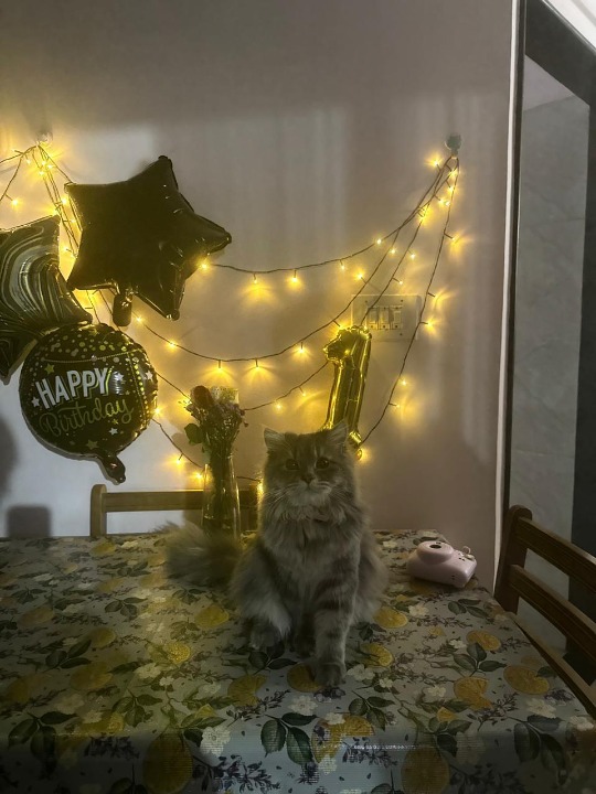 Ftyuj Best Pet Boarding, Grooming for Dogs, Cats with Pickup ...