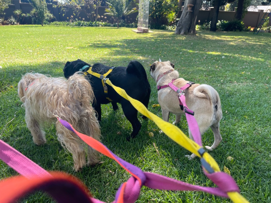 Gauteng Dog Walking Prices & Reviews | PetBacker