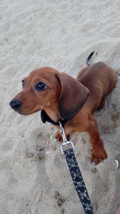 Leicester Best Pet Boarding, Grooming and Pet Sitters Near Me ...