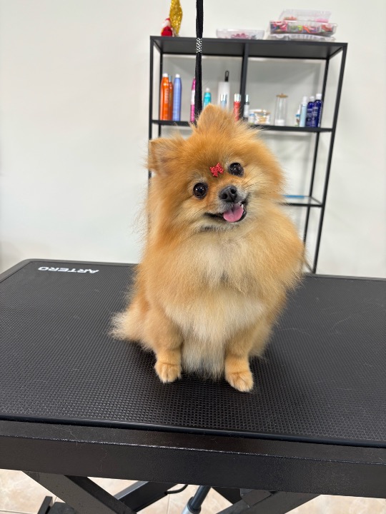 Top Centre Region Pet Grooming Prices & Reviews | PetBacker