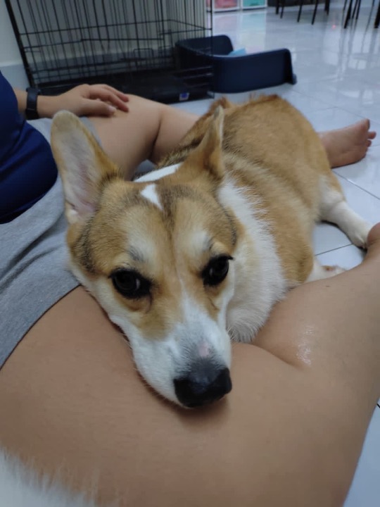 Seksyen 52 Best Pet Boarding, Pet Taxi, Grooming for Dogs, Cats Near ...