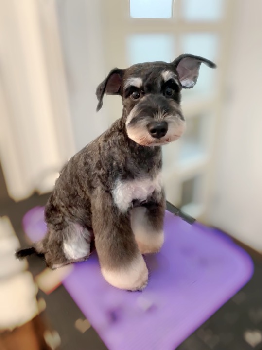 Top Euskadi Dog Grooming Prices & Reviews | PetBacker