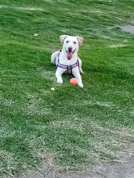 Paseadores de perro en Usme. La alternativa a las residencias caninas ...