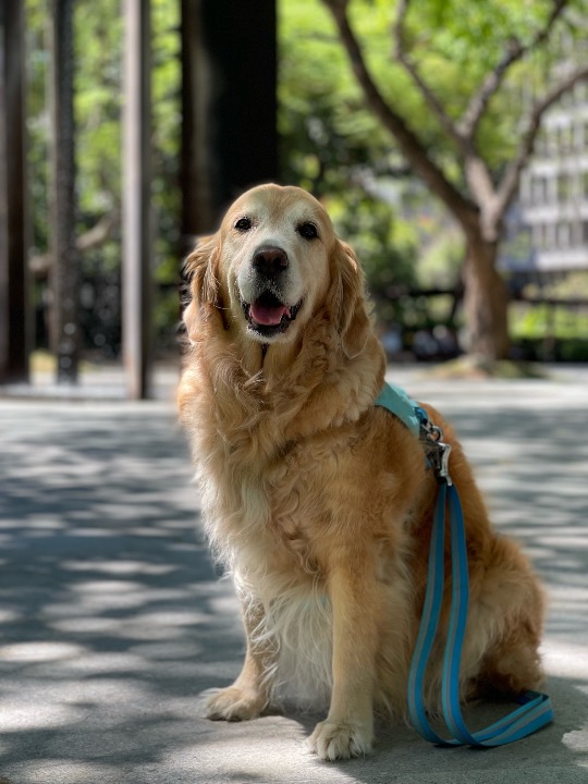 PetBacker Moment Post By Ron Geronimo. Join me on PetBacker App!