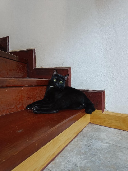 Top Cat Boarding in Camas with Best Prices on PetBacker