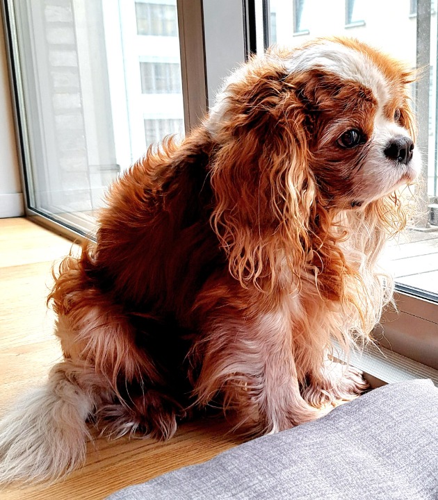Top Sunderland Dog Boarding Prices & Reviews | PetBacker