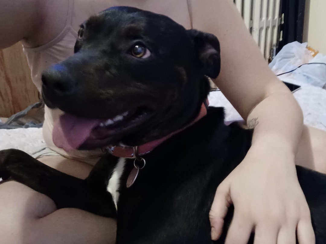 Top Pet House Sitting in Dallas with Best Prices on PetBacker
