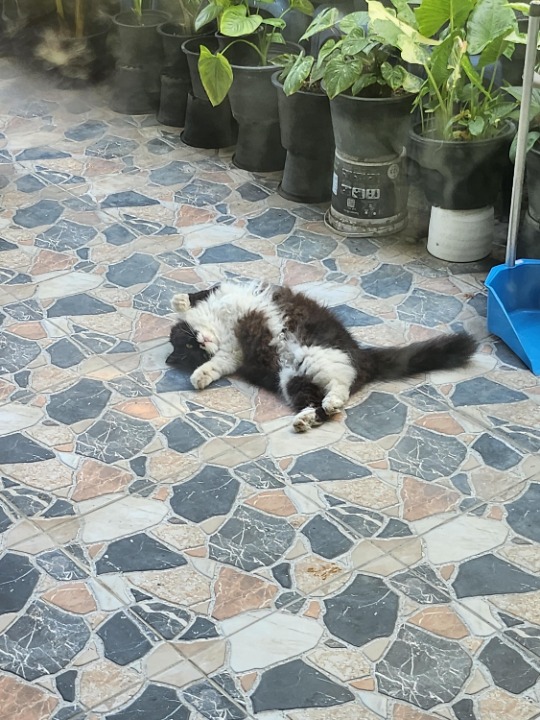 Top Chon Buri Boarding Prices & Reviews | PetBacker