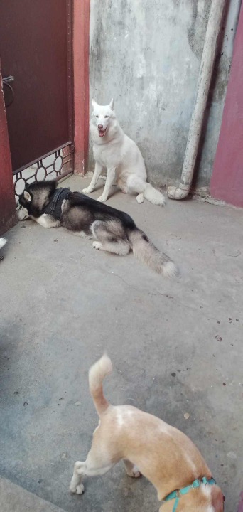 Taguig Best Pet Boarding, Grooming for Dogs, Cats with Pickup ...