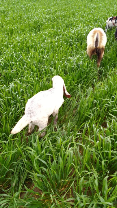 Top Dog Boarding in South Shields with Best Prices on PetBacker