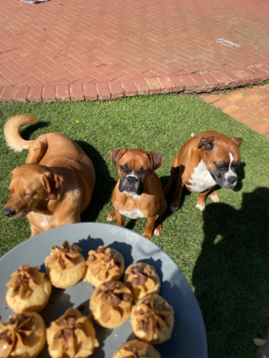 Top Dog Walking in Benoni with Best Prices on PetBacker
