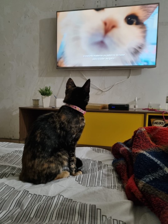 Top Dog Boarding in Samut Prakan with Best Prices on PetBacker