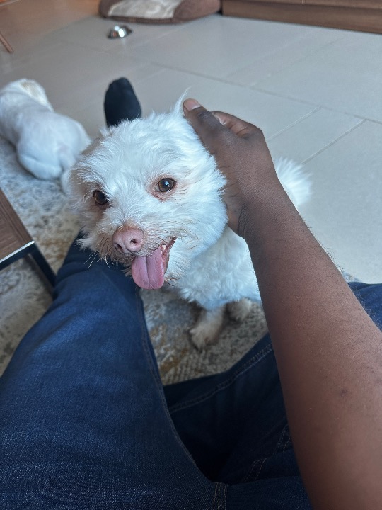 Top Dog Walking in Qatar Insured on PetBacker