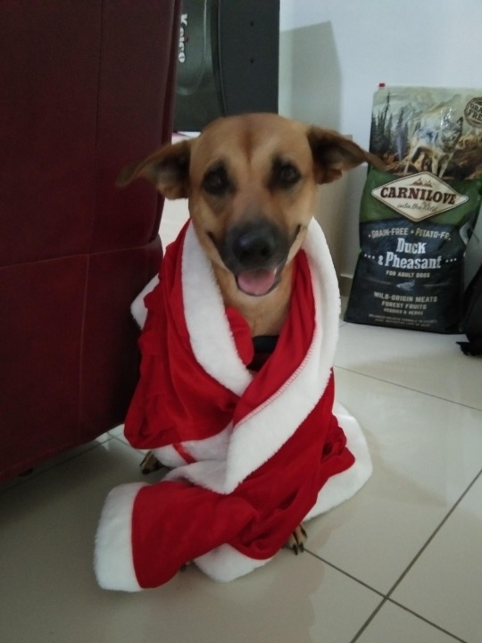 Alor Setar Best Pet Boarding, Grooming for Dogs, Cats with Pickup ...