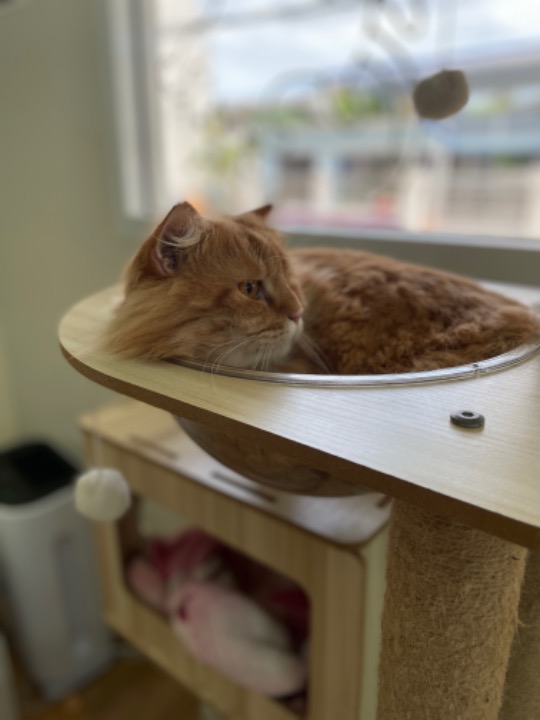 Top Dog Sitters in Burpengary East with Best Prices on PetBacker