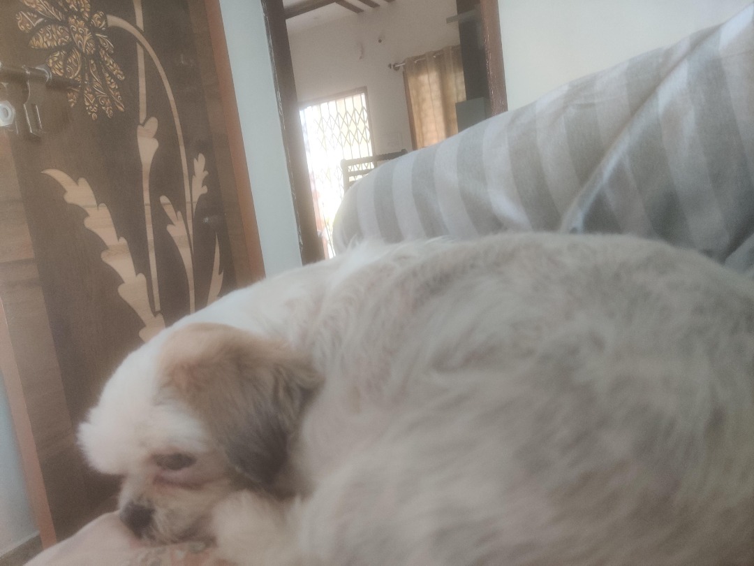 Ftyuj Best Pet Boarding, Grooming for Dogs, Cats with Pickup ...